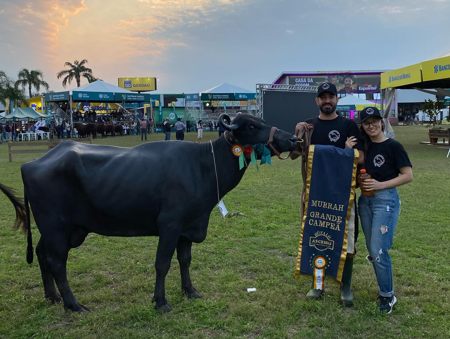 Pelo terceiro ano consecutivo, criadores de bubalinos em Gravataí ...
